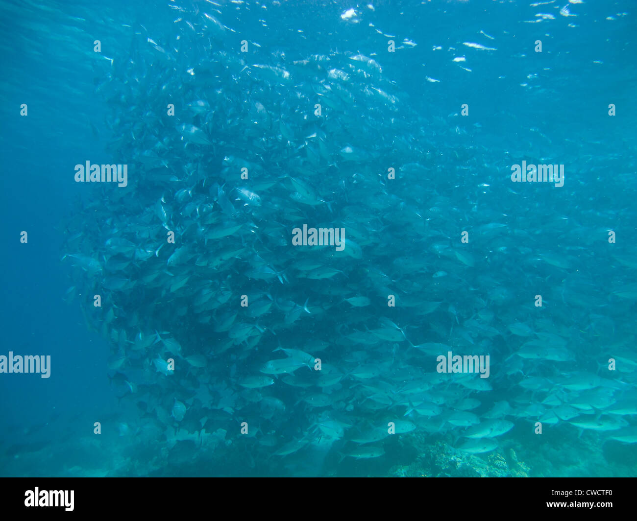 Snorkeler and school of fish hi-res stock photography and images - Alamy