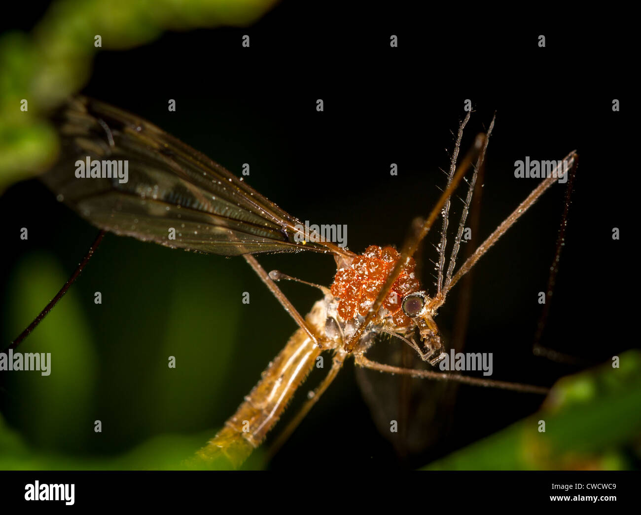 Phoretic mites hi-res stock photography and images - Alamy