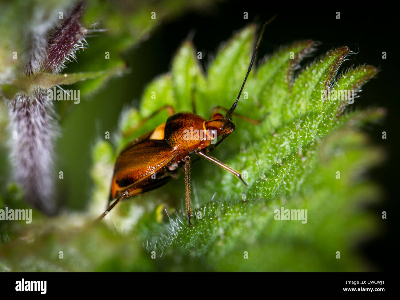 A mirid bug, Deraeocoris ruber Stock Photo - Alamy