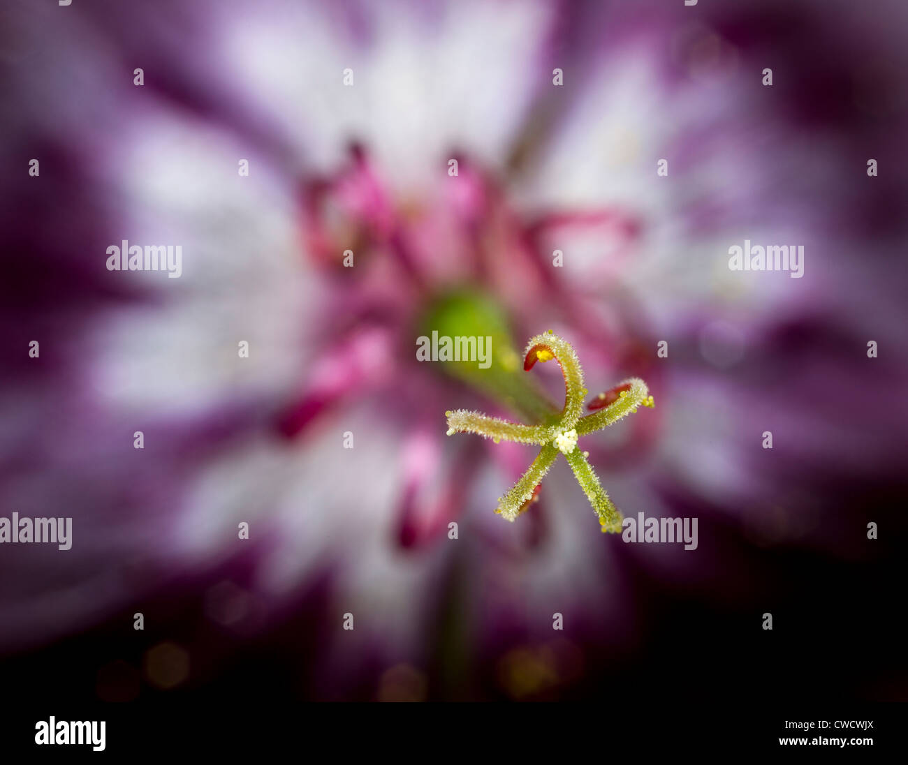 Close-up of the flower of dusky cranesbill (Geranium phaeum) showing ...
