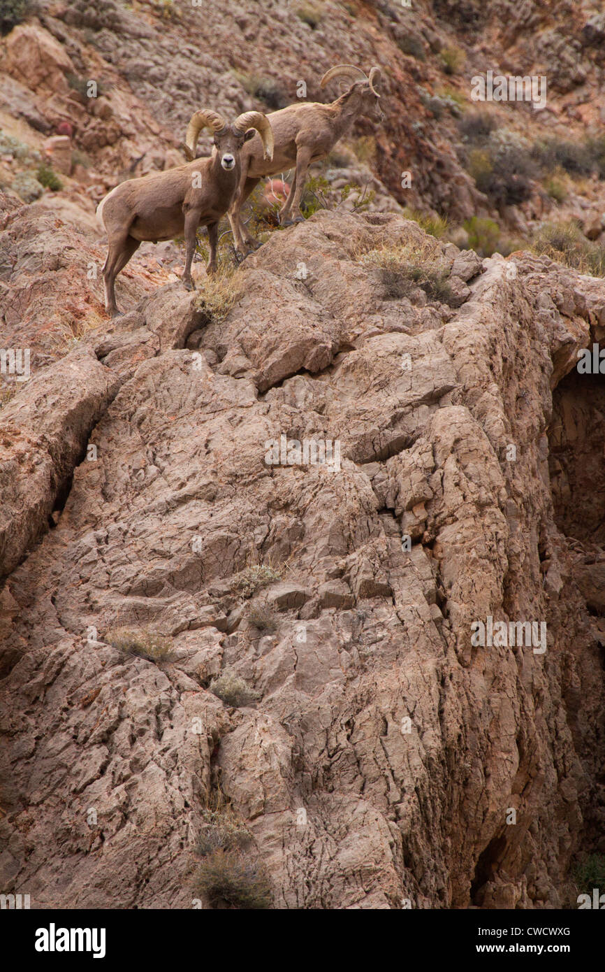 Desert Bighorn ram, Valley of Fire State Park, near Las Vegas, Nevada ...