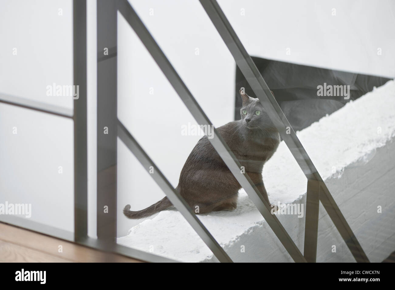 Cat sitting on the ledge of a wall Stock Photo - Alamy