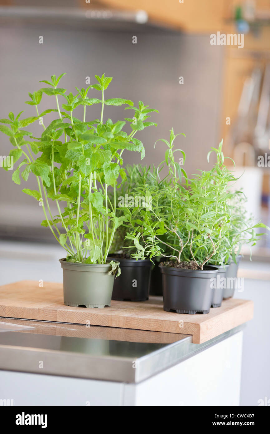 Assorted herbal plants Stock Photo - Alamy