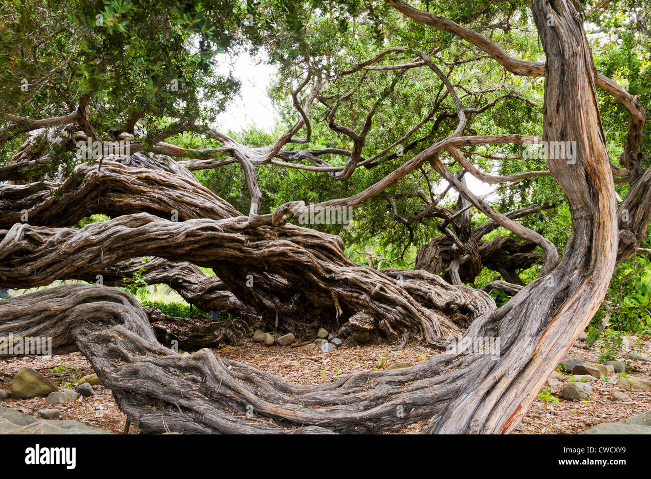 Twisted gnarled tree trees trunks trunk hi-res stock photography and ...