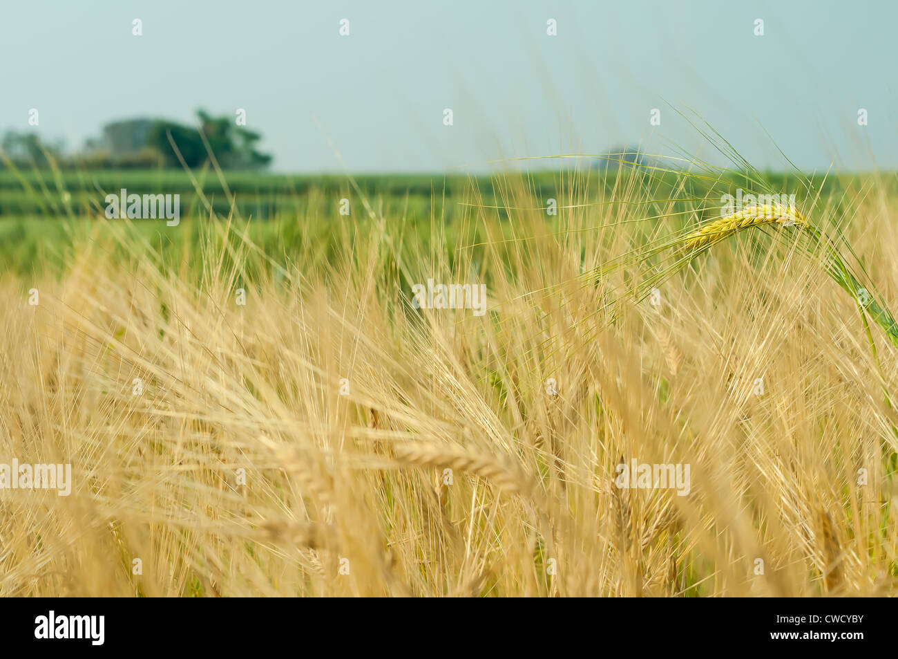 wheat barley in farm with nature light Stock Photo - Alamy