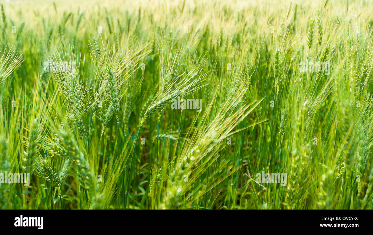 wheat barley in farm with nature light Stock Photo - Alamy