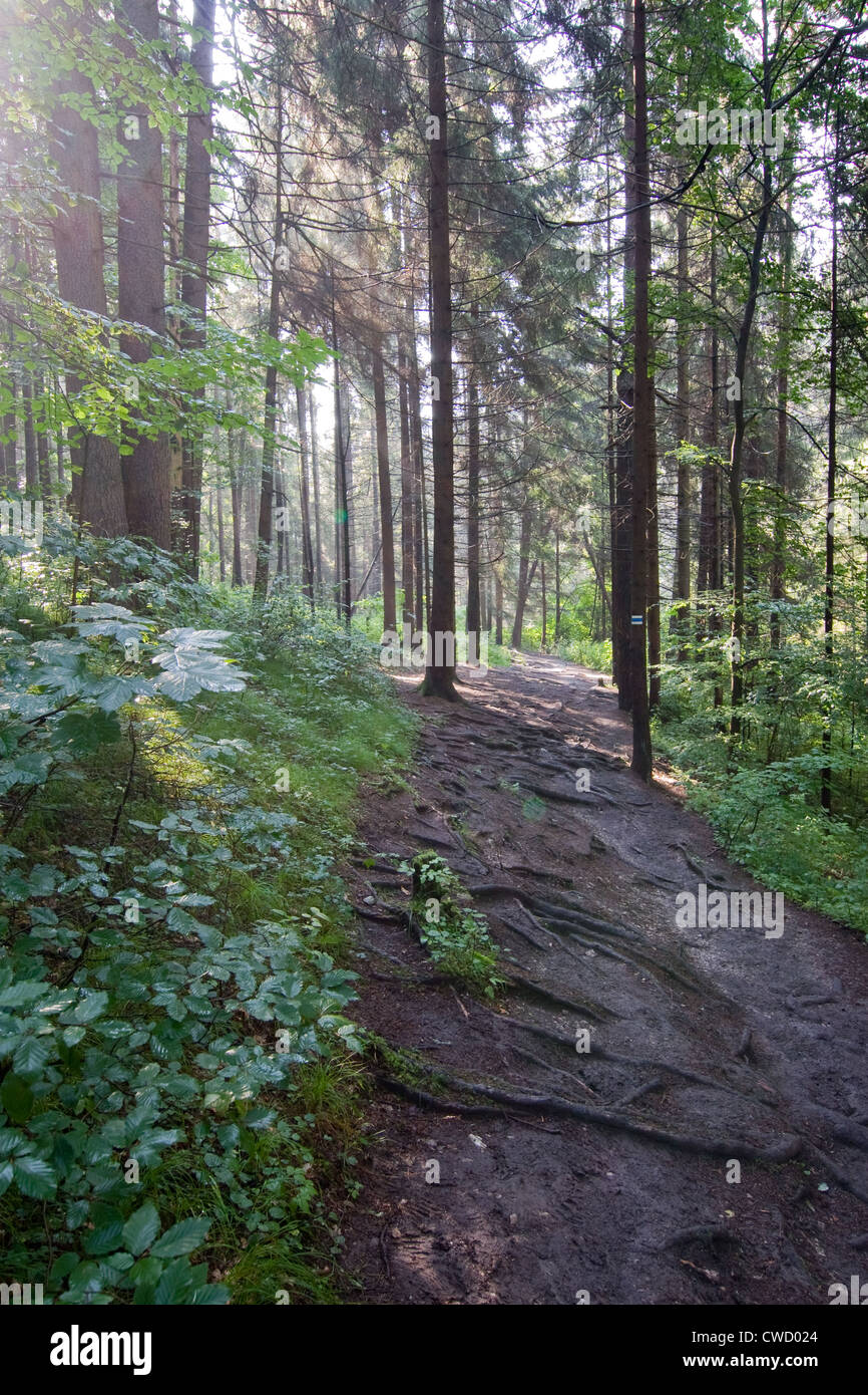 Slovensky Raj, Slovakia, Europe Stock Photo - Alamy