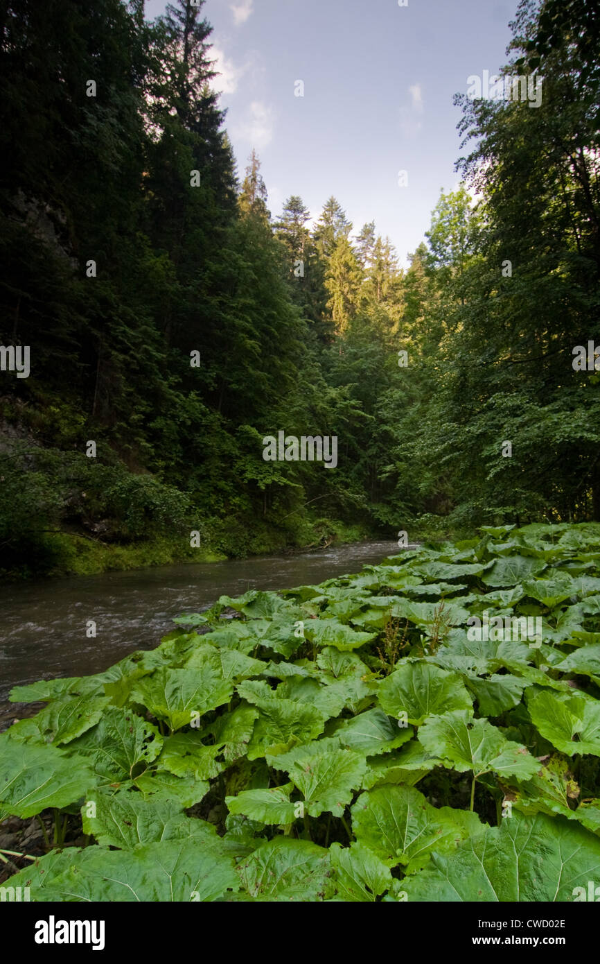 Slovensky Raj, Slovakia, Europe Stock Photo - Alamy