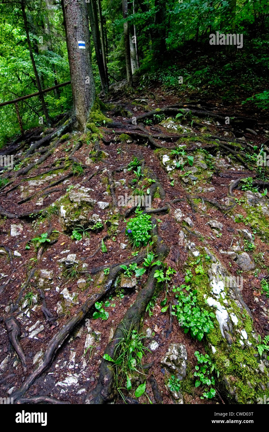 Slovensky raj hi-res stock photography and images - Alamy