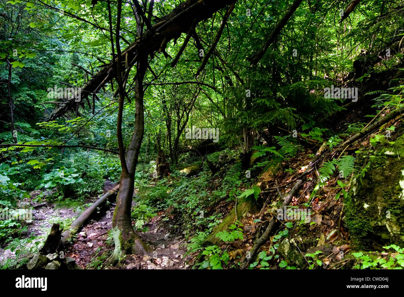 Slovensky raj national park hi-res stock photography and images - Alamy