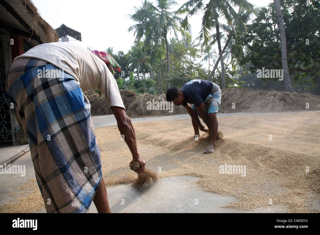 Rice farming in india hi-res stock photography and images - Alamy