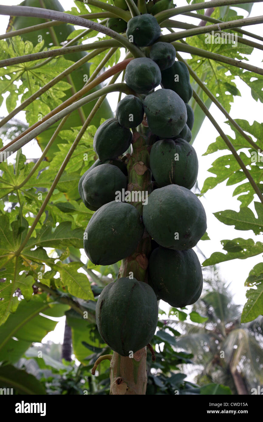 Papaya tropical fruit tree hi-res stock photography and images - Alamy