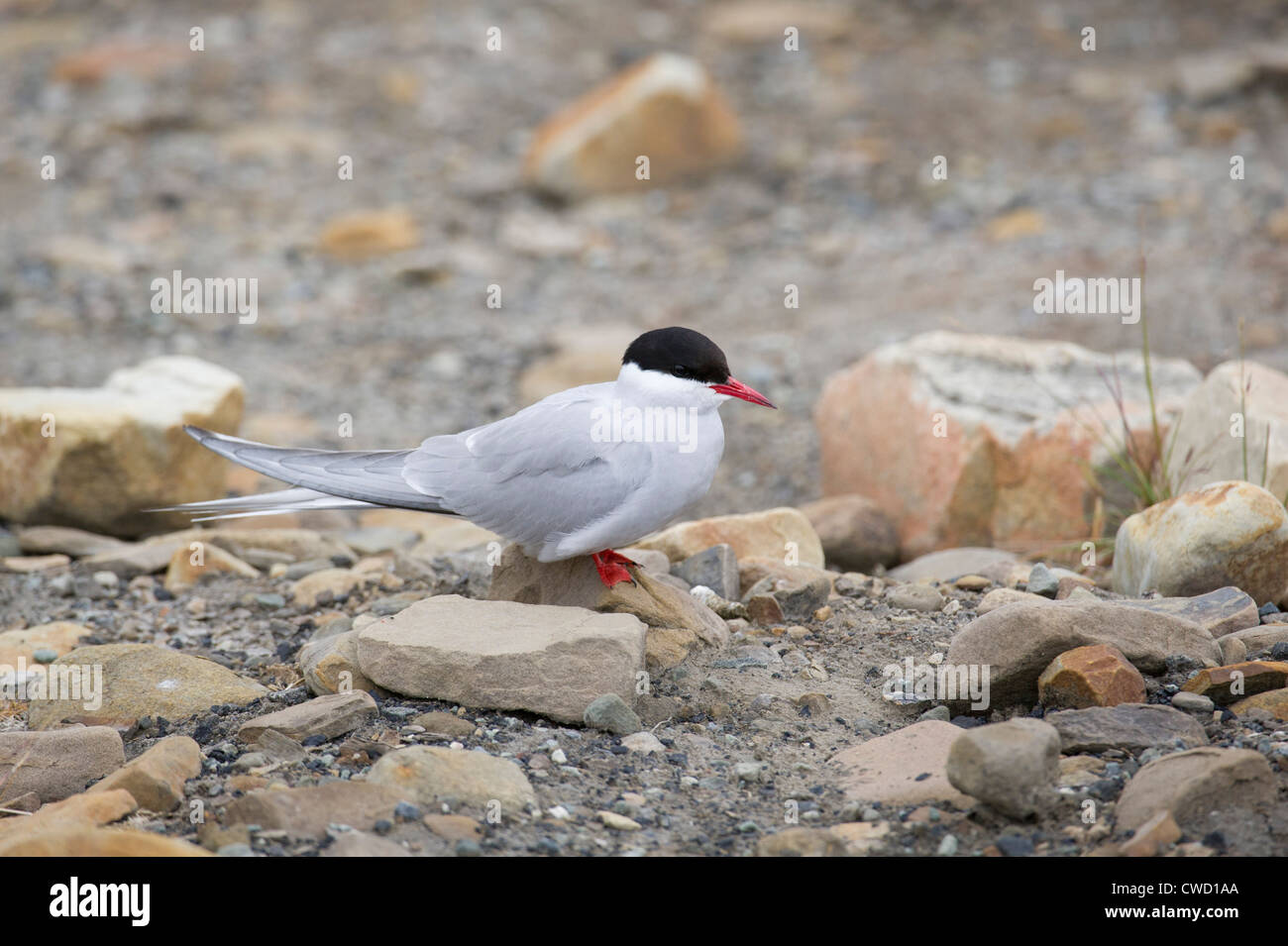 Arctic tern nesting, Sterna paradisaea, Spitsbergen, Svalbard, Arctic ...