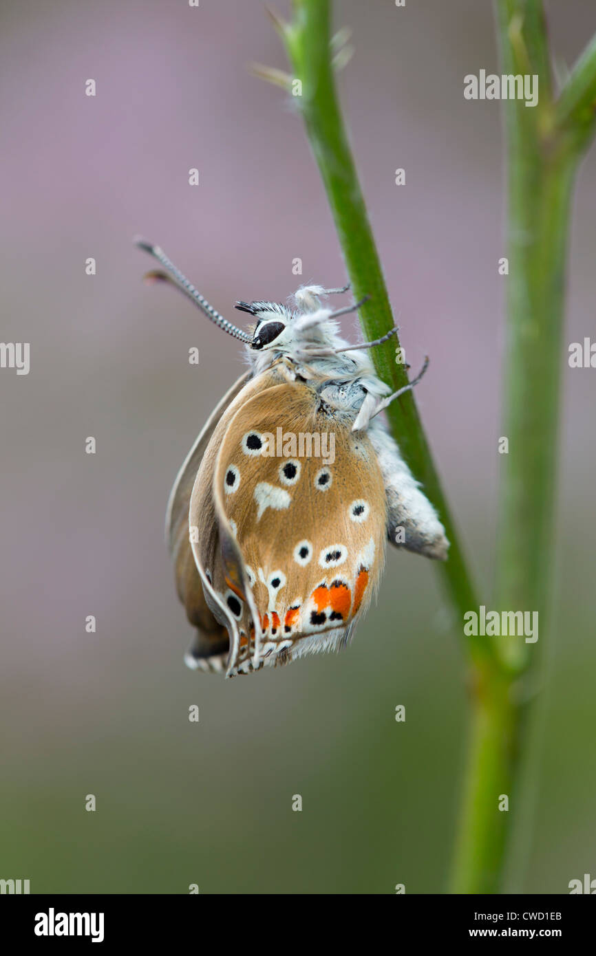 Adonis Blue Butterfly; Lysandra bellargus; female emerging; UK Stock ...