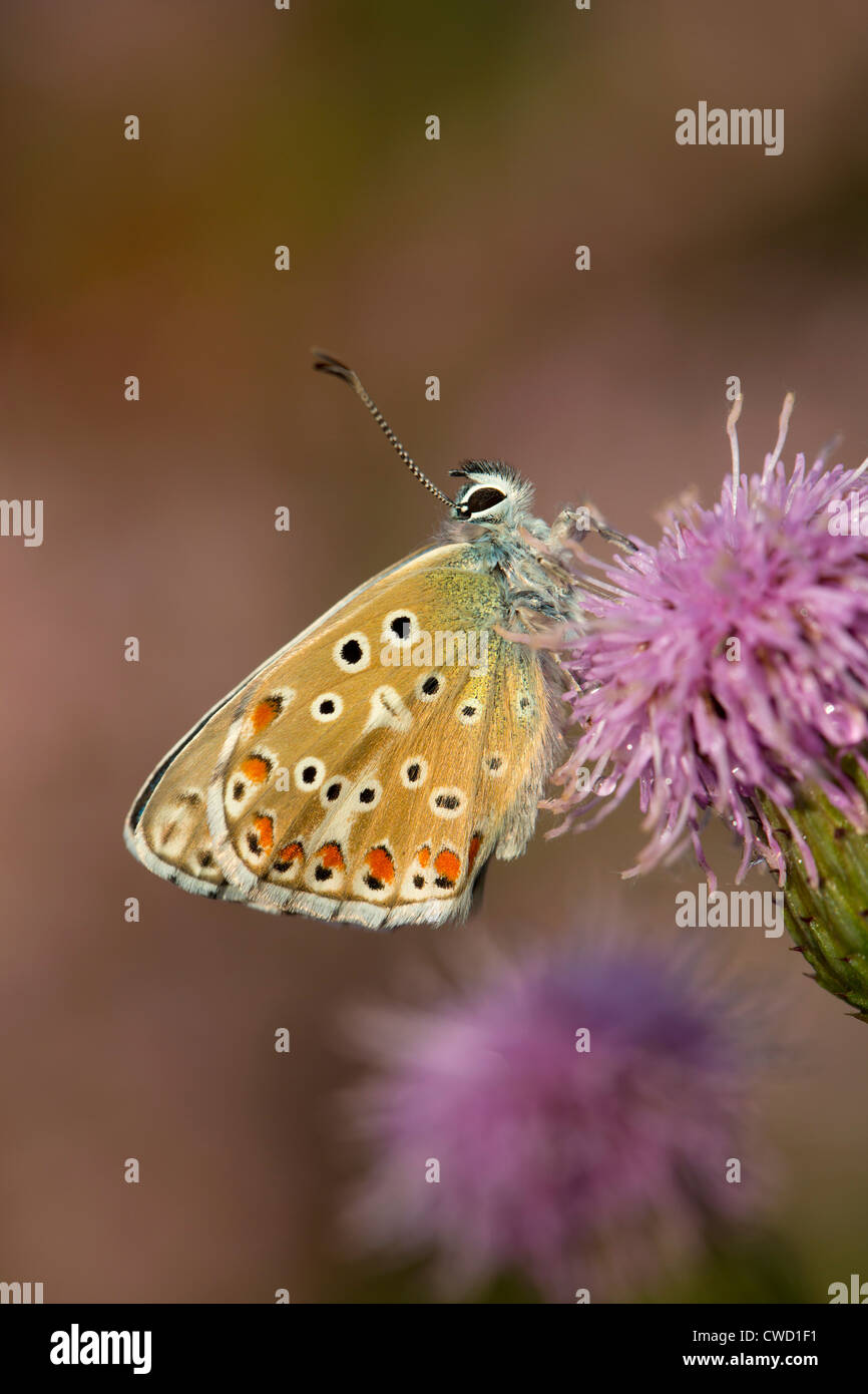 Male adonis blue butterfly hi-res stock photography and images - Alamy