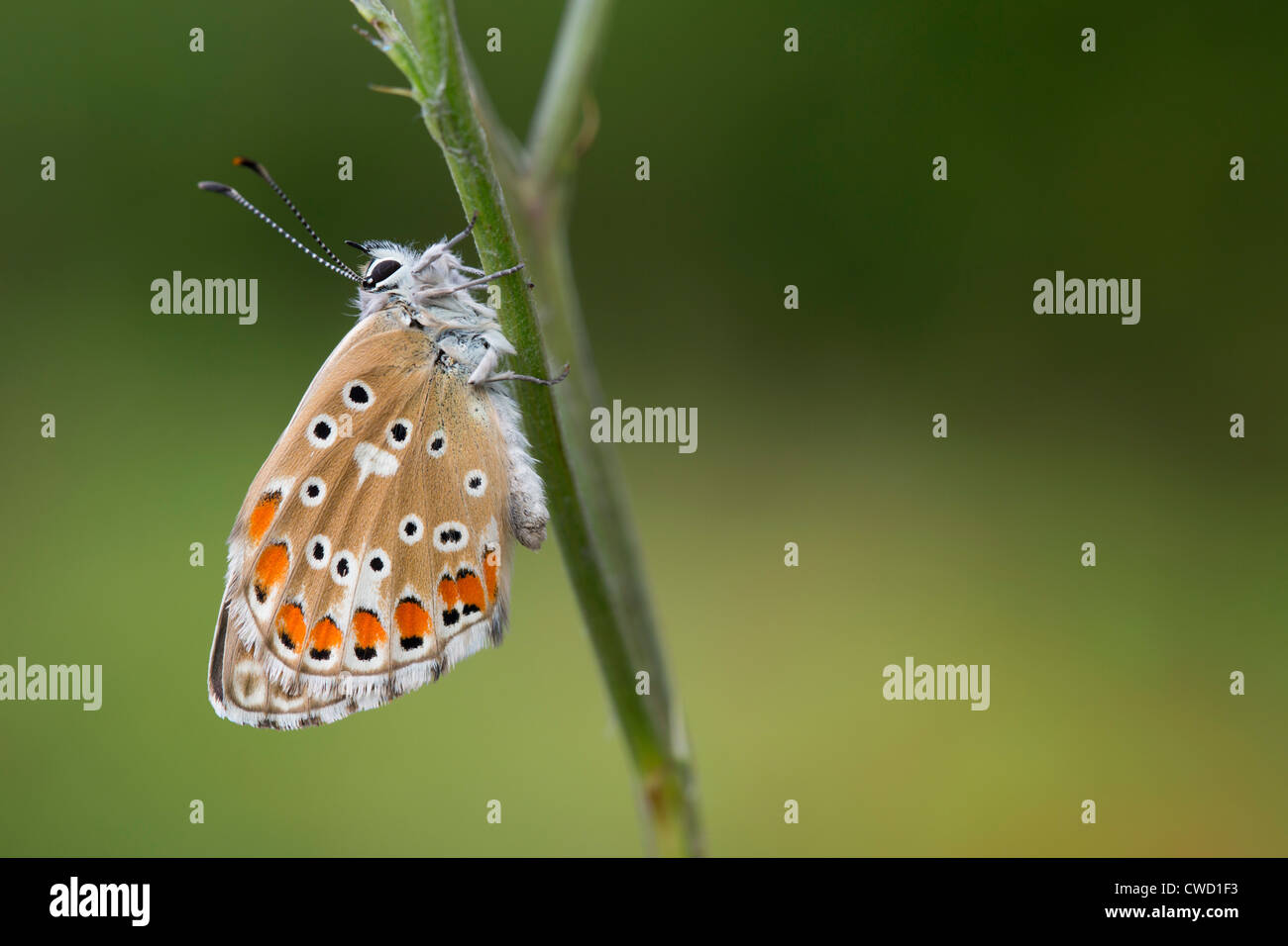 Adonis Blue Butterfly; Lysandra bellargus; female; UK Stock Photo - Alamy