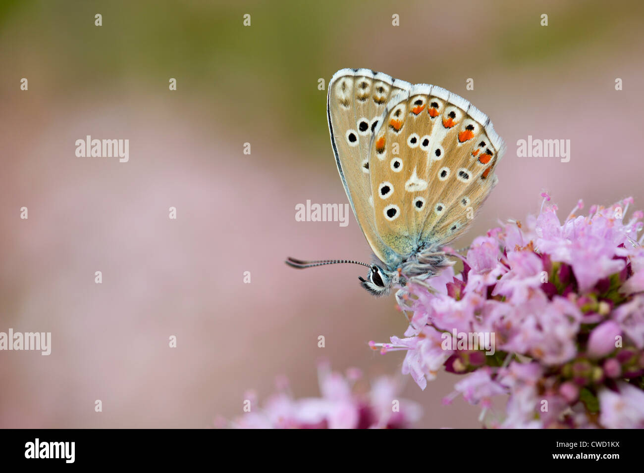 Adonis Blue Butterfly; Lysandra bellargus; male; UK Stock Photo - Alamy
