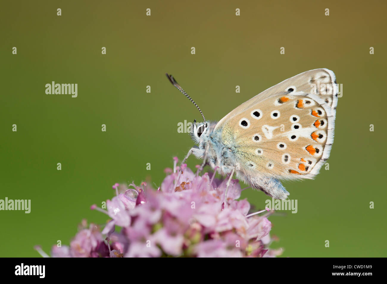 Adonis Blue Butterfly; Lysandra bellargus; male; UK Stock Photo - Alamy