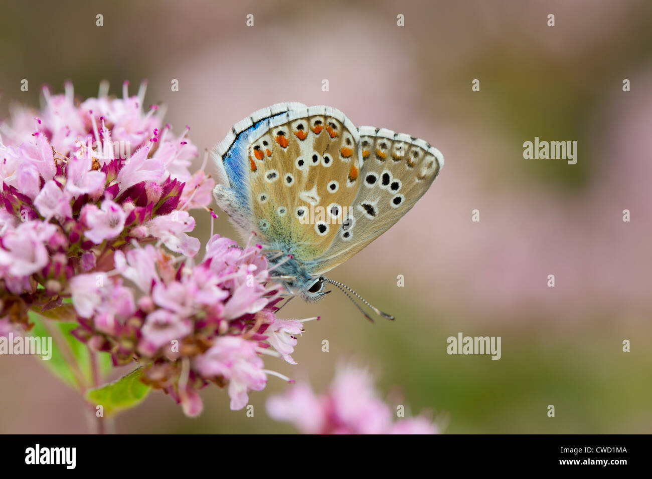 Adonis hi-res stock photography and images - Alamy