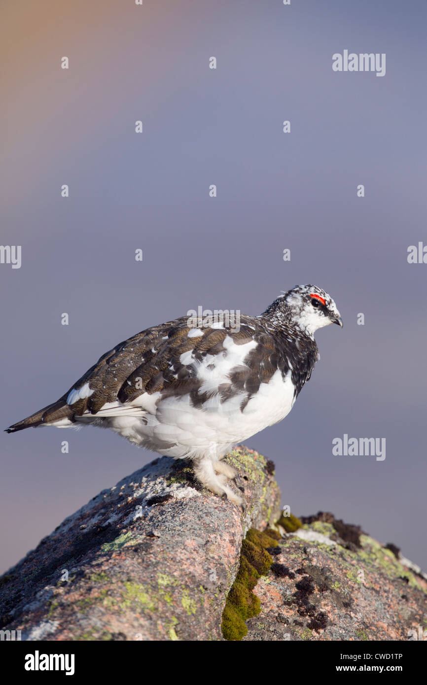 Male rock ptarmigan hi-res stock photography and images - Alamy