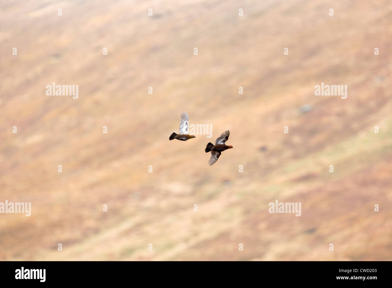 Red Grouse; Lagopus lagopus; in flight; Cairngorm; Scotland; UK Stock ...