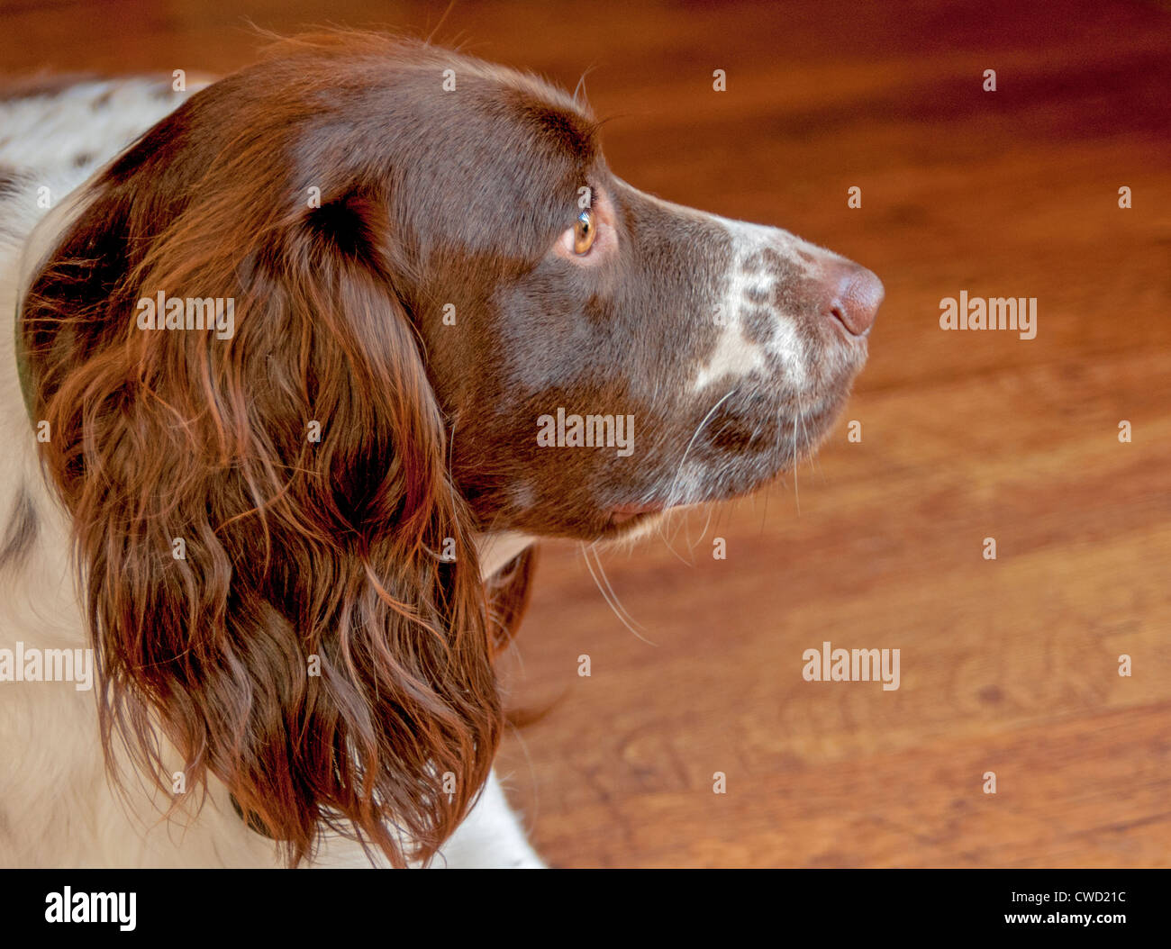 English springer spaniel head hi-res stock photography and images - Alamy