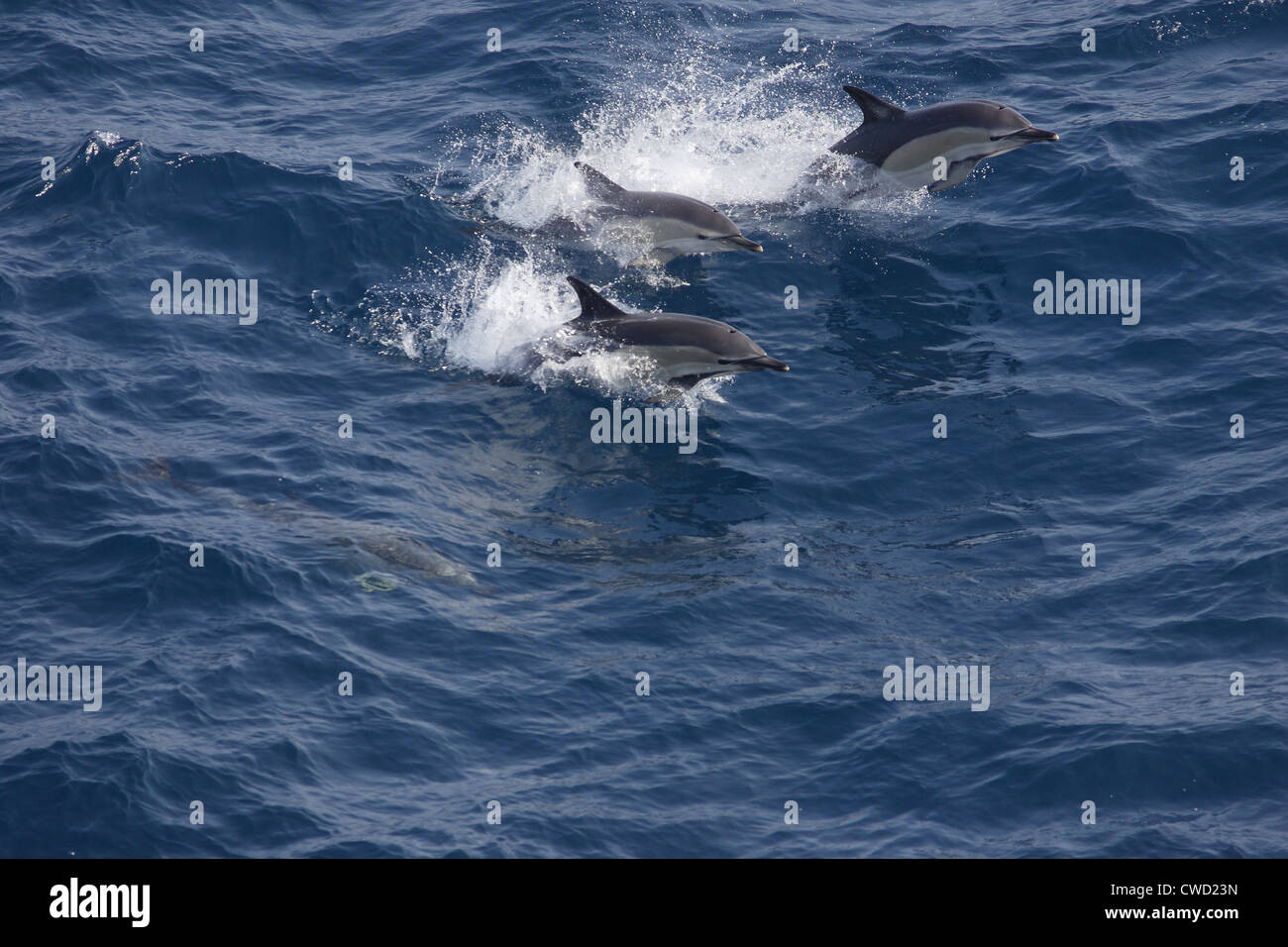 Dolphin pod hunting fish hi-res stock photography and images - Alamy