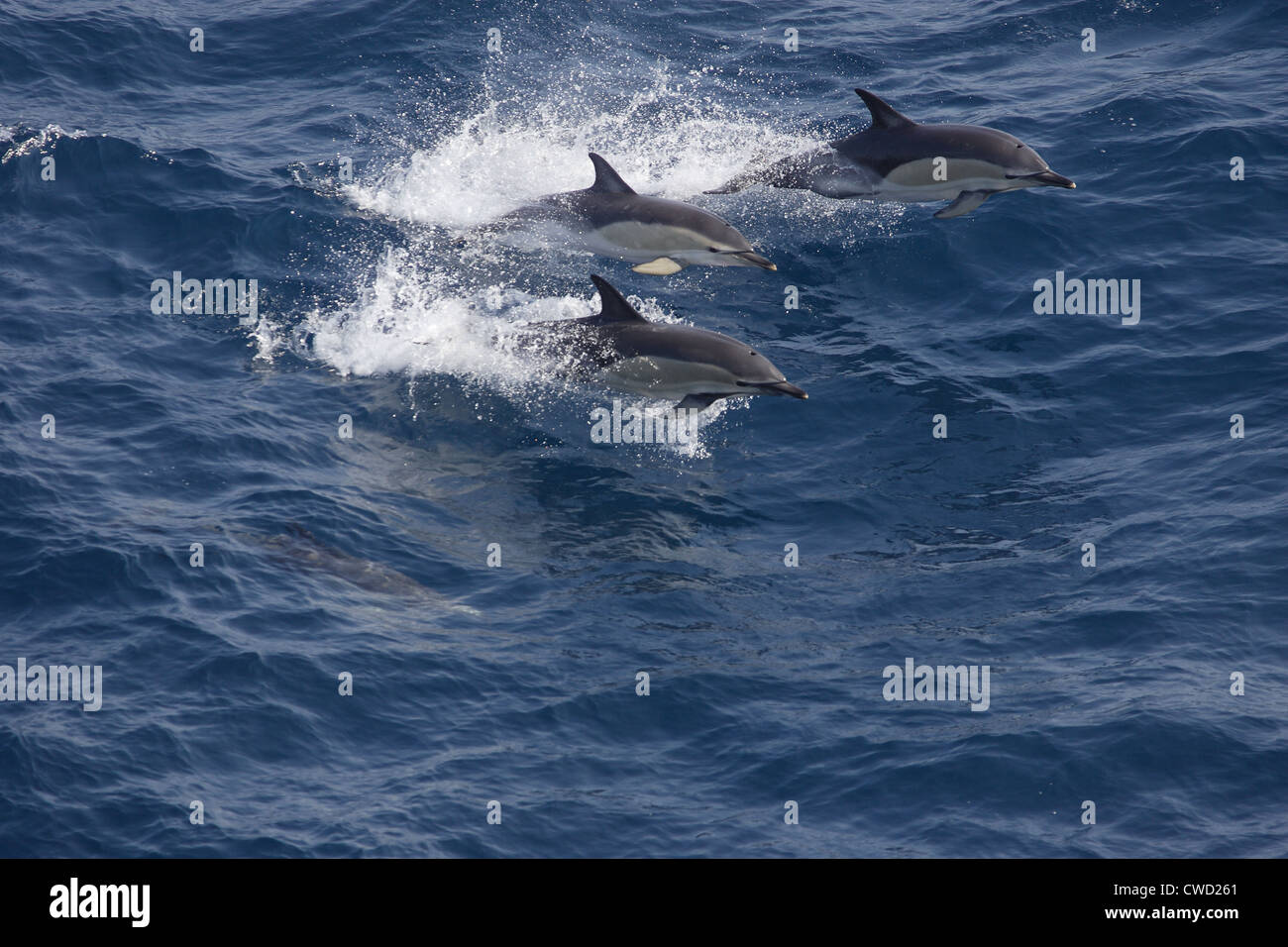 Dolphin pod hunting fish hi-res stock photography and images - Alamy