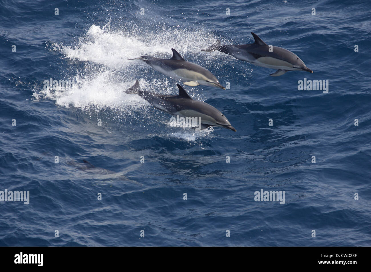 Short-beaked Common Dolphins Delphinus delphis Bay of Biscay Stock Photo - Alamy