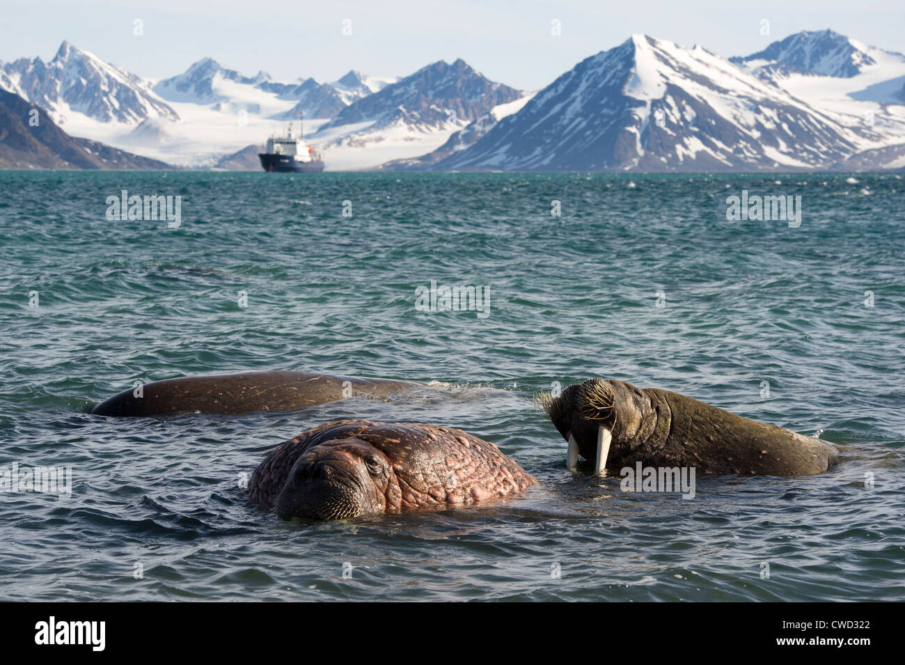 Walrus odobenus rosmarus and ship hi-res stock photography and images ...