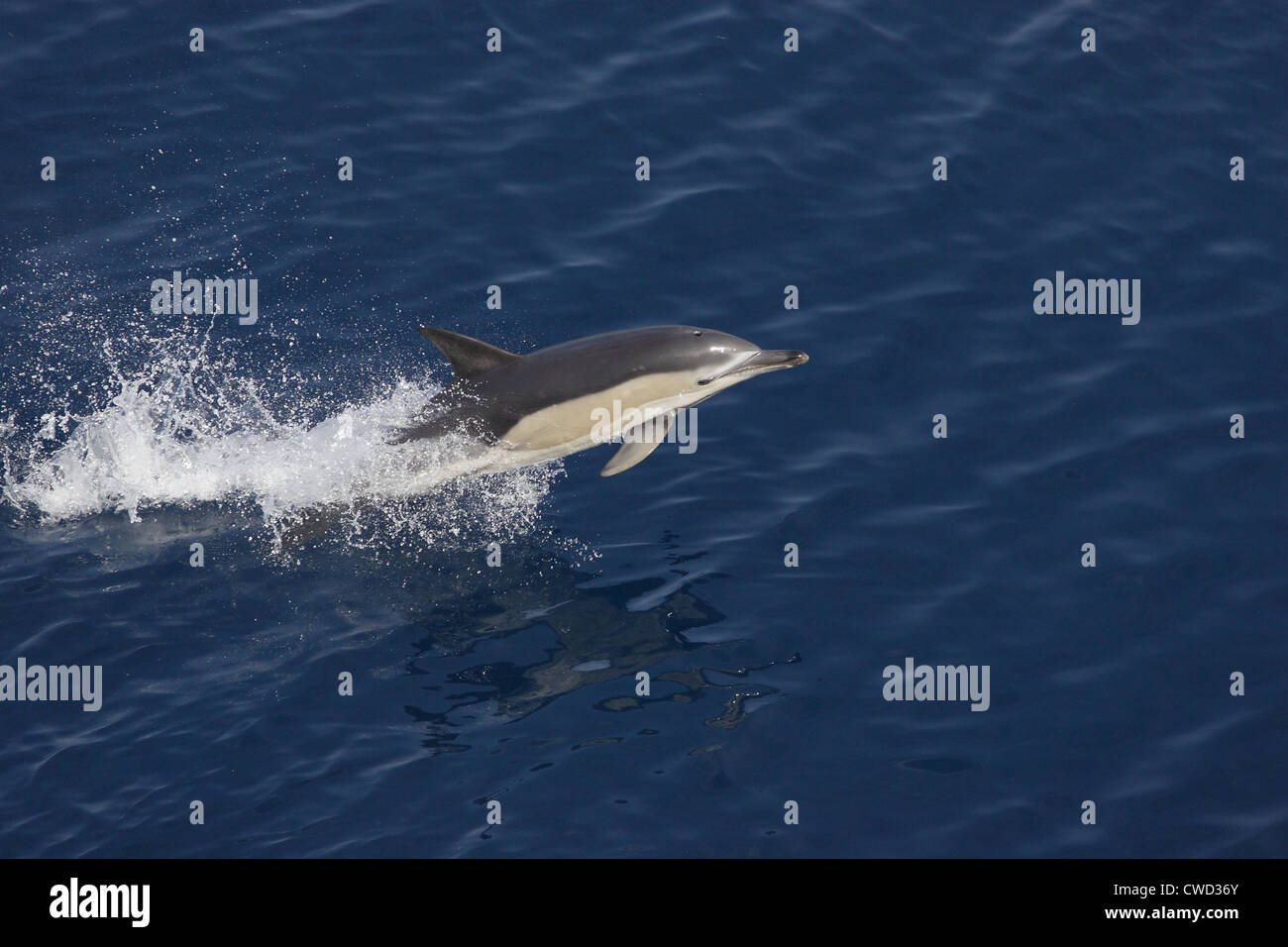 Dolphin pod hunting fish hi-res stock photography and images - Alamy