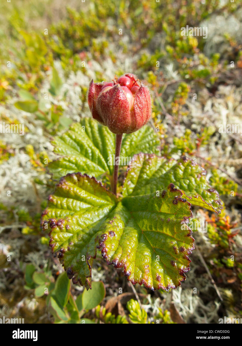 Chamaemorus hi-res stock photography and images - Alamy