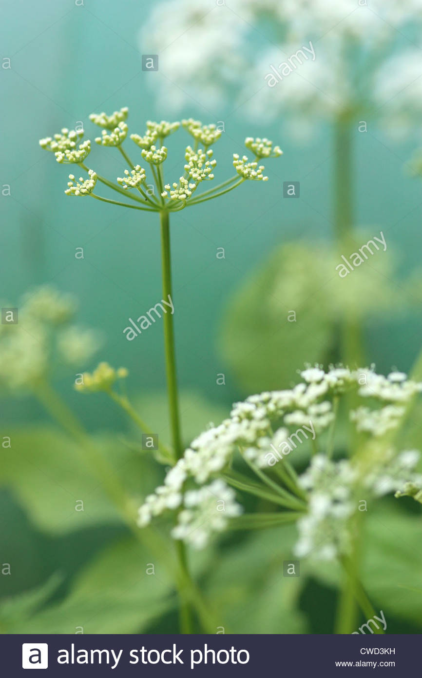 Chervil Plant Stock Photos & Chervil Plant Stock Images - Alamy