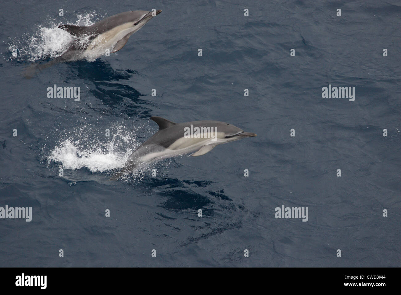 Short-beaked Common Dolphins Delphinus delphis Bay of Biscay Stock Photo - Alamy