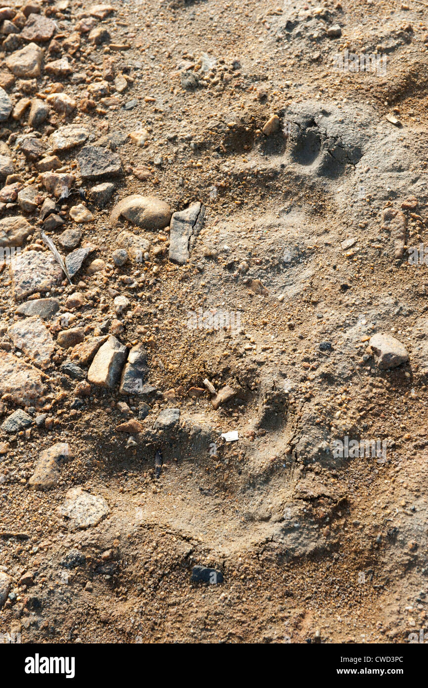 Bear footprints hi-res stock photography and images - Alamy