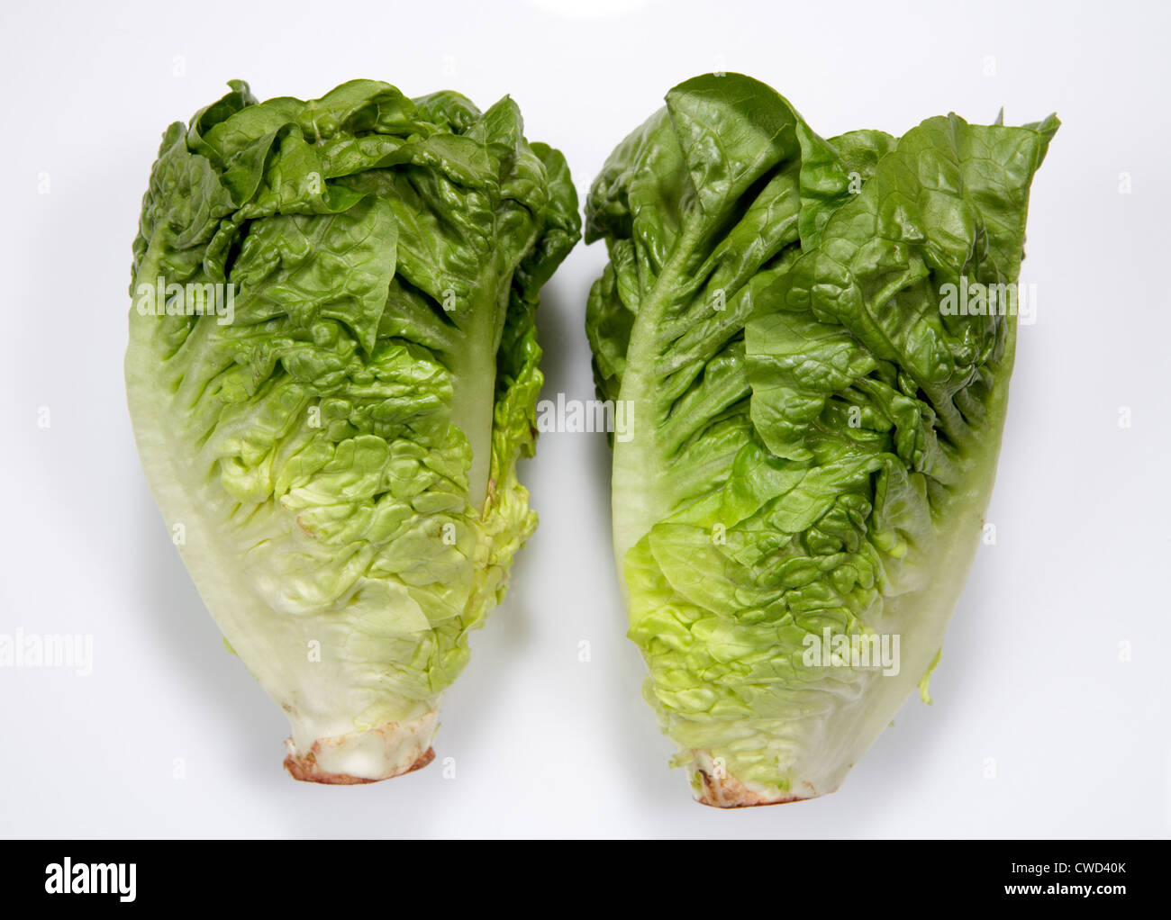 Two miniature Romaine lettuce on white background Stock Photo - Alamy