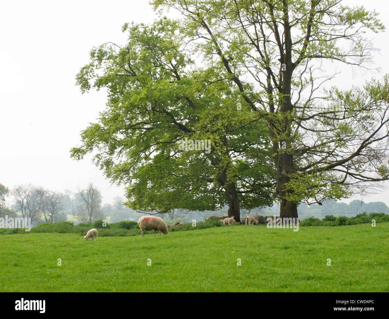 Sheep grazing trees hi-res stock photography and images - Alamy