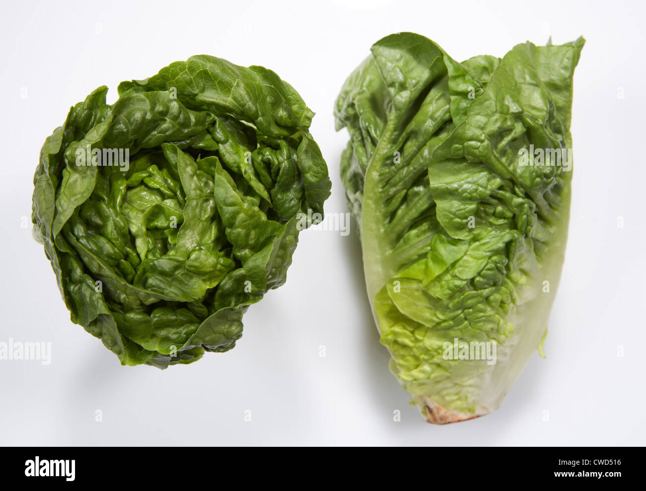 Mini romaine lettuce hi-res stock photography and images - Alamy