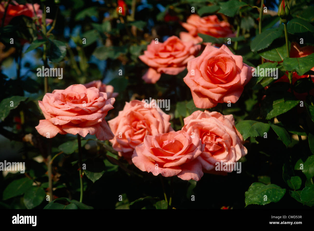 Athens Greece Pink Roses Stock Photo - Alamy