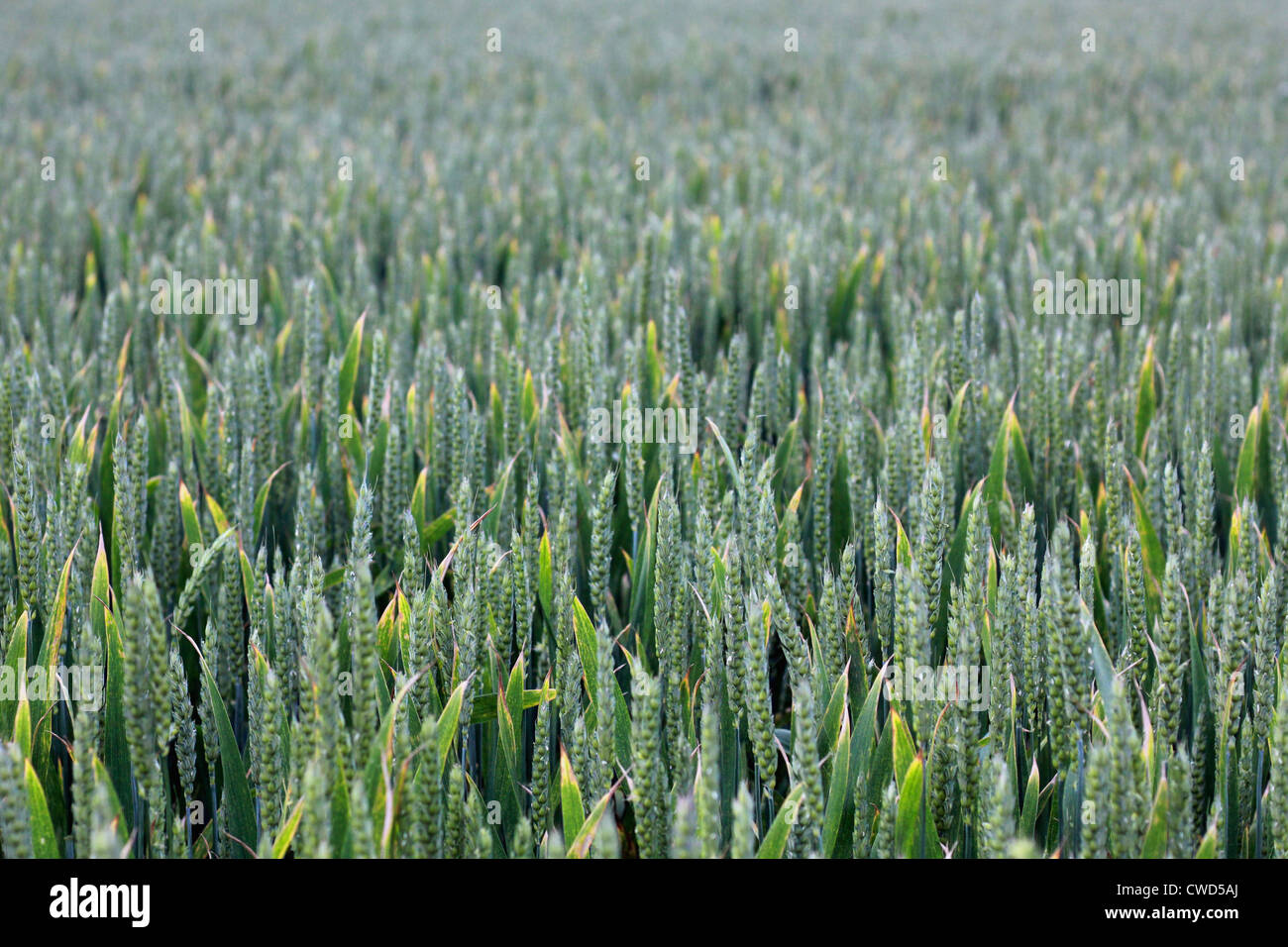 Filed of wheat hi-res stock photography and images - Alamy