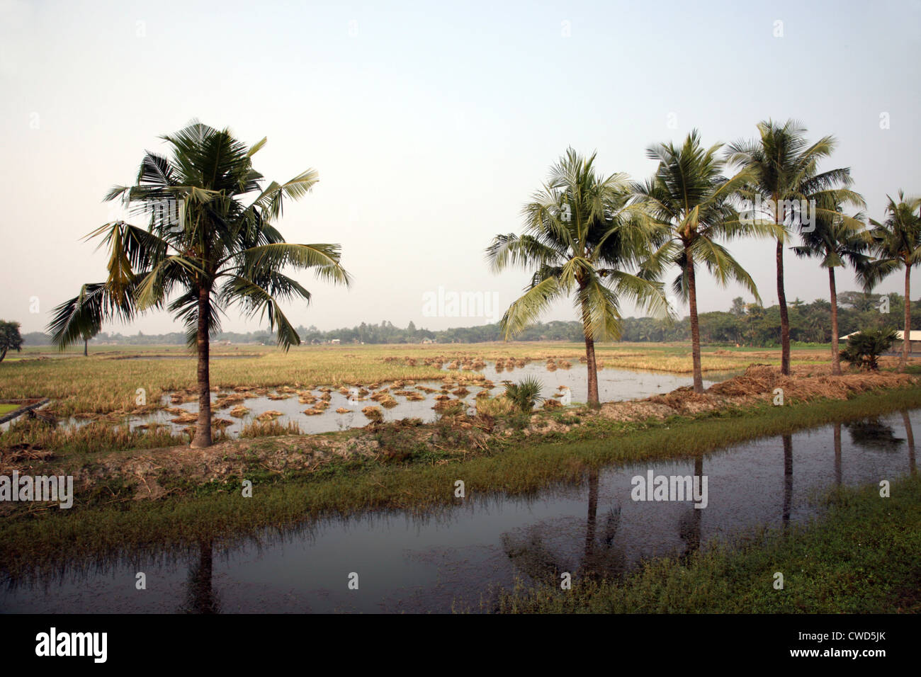 Tropical rice field hi-res stock photography and images - Alamy