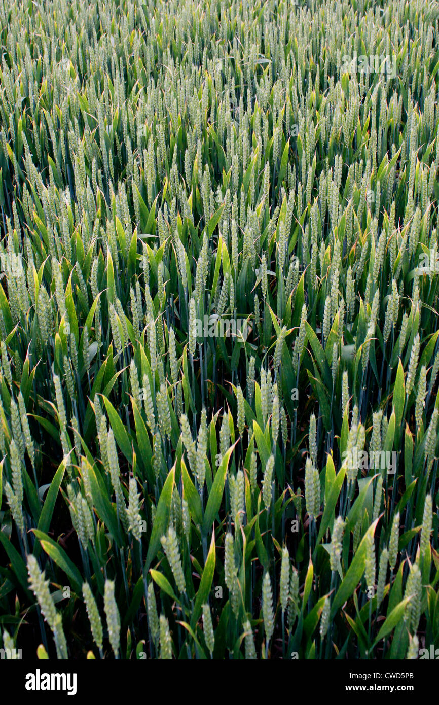Wheat growing in field Stock Photo - Alamy