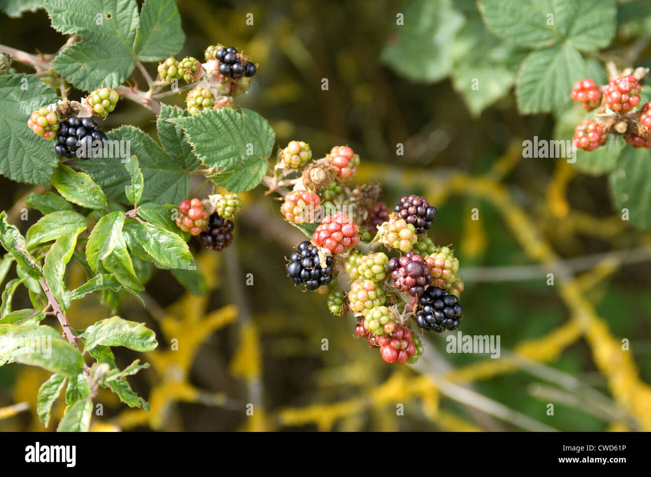 Ripe Unripe Fruit Blackberry High Resolution Stock Photography and ...