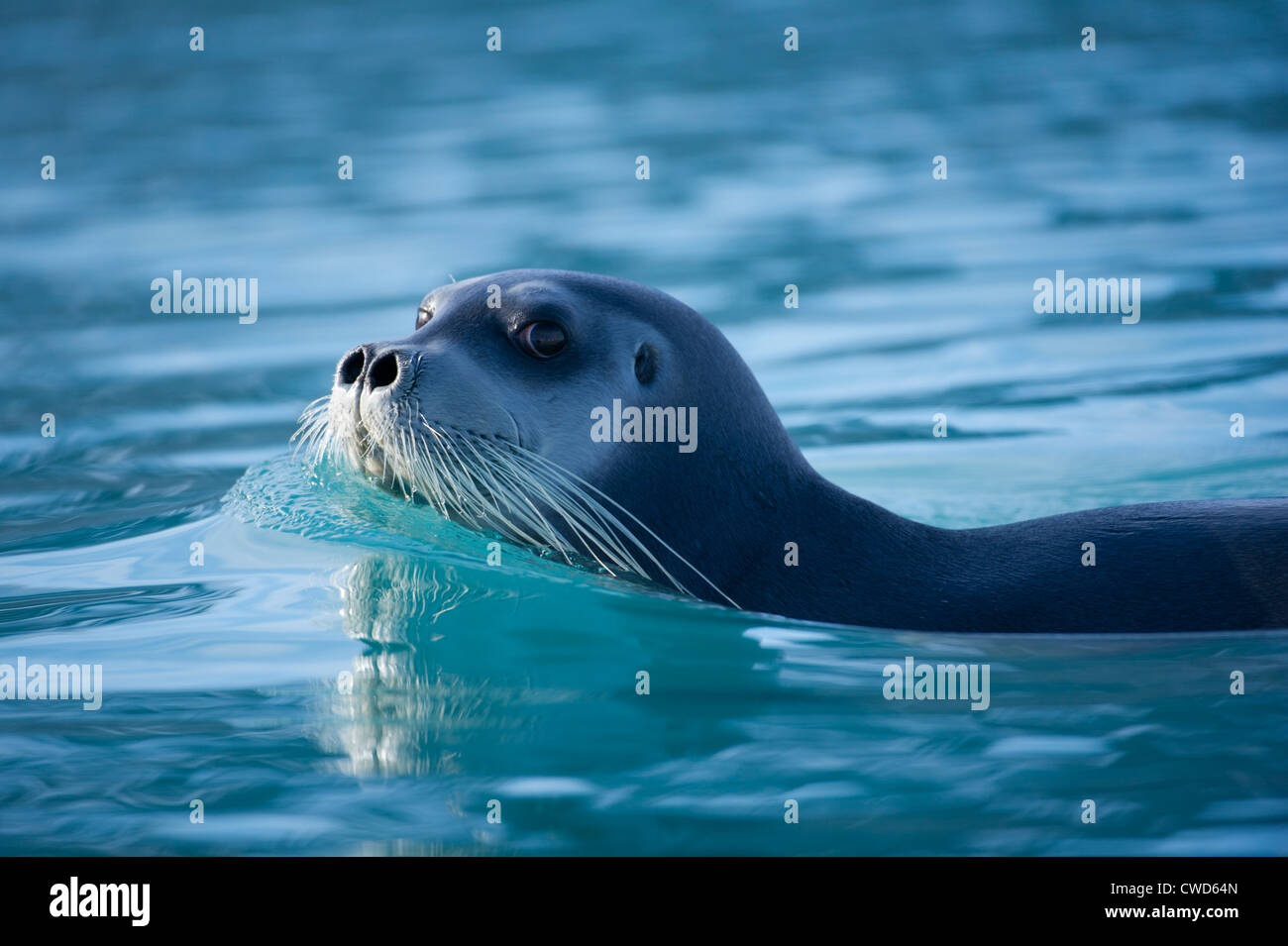 Bearded seal, Erignathus barbatus, Monaco glacier, Woodfjorden ...