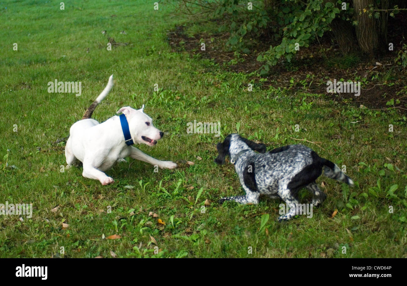 two dogs playing Stock Photo - Alamy