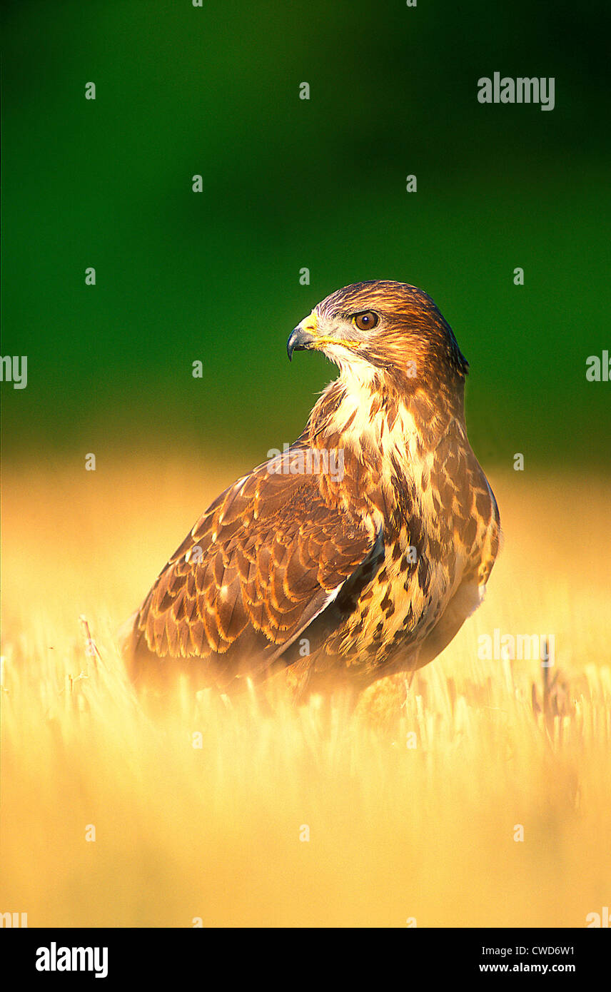 A common buzzard in a stubble field UK Stock Photo - Alamy