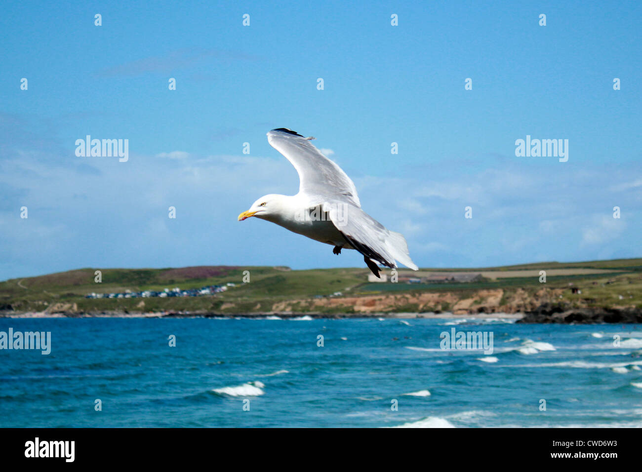 Gull land hi-res stock photography and images - Alamy