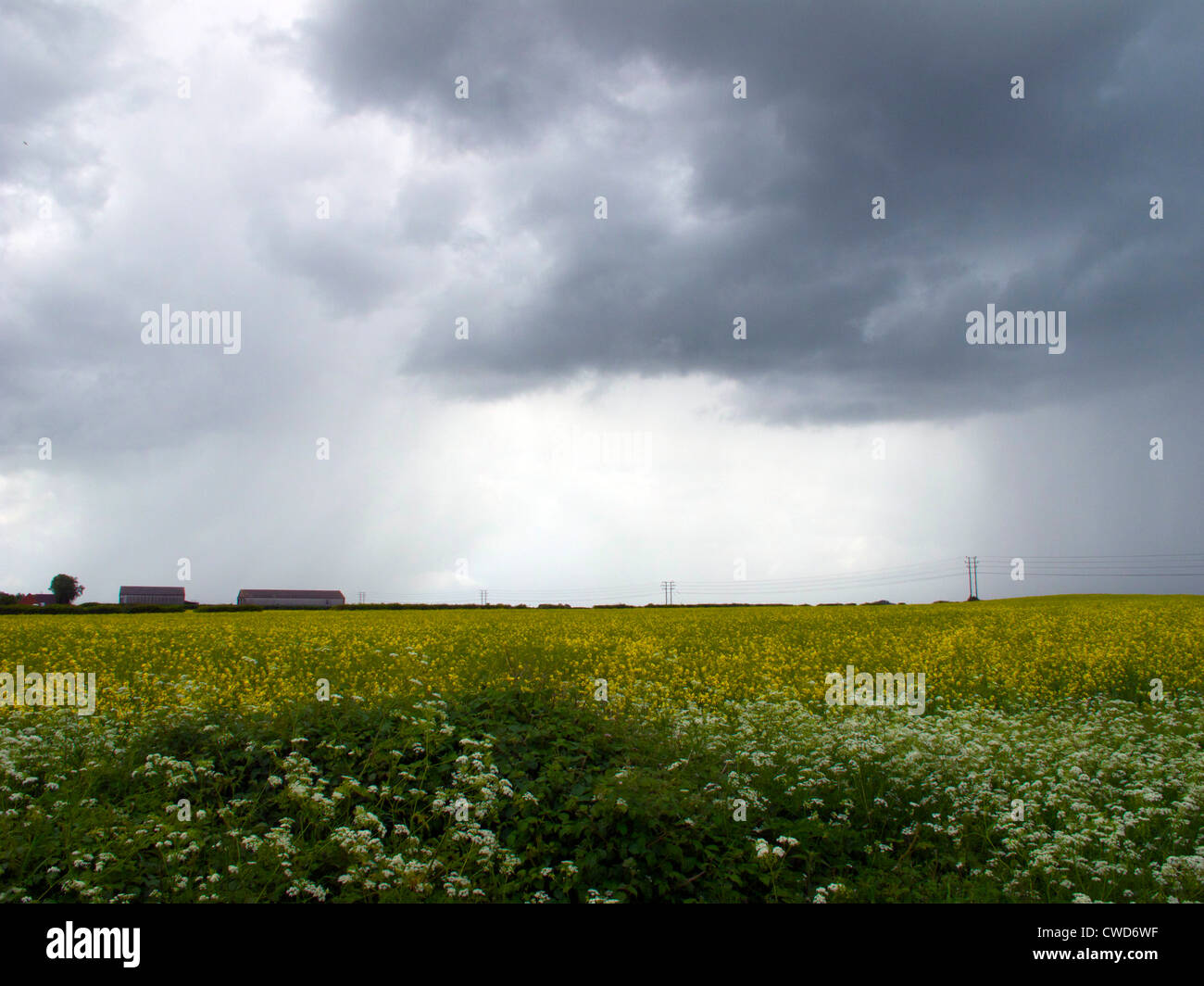 Rain storm clouds over farm land and crop of yellow oil seed rape ...