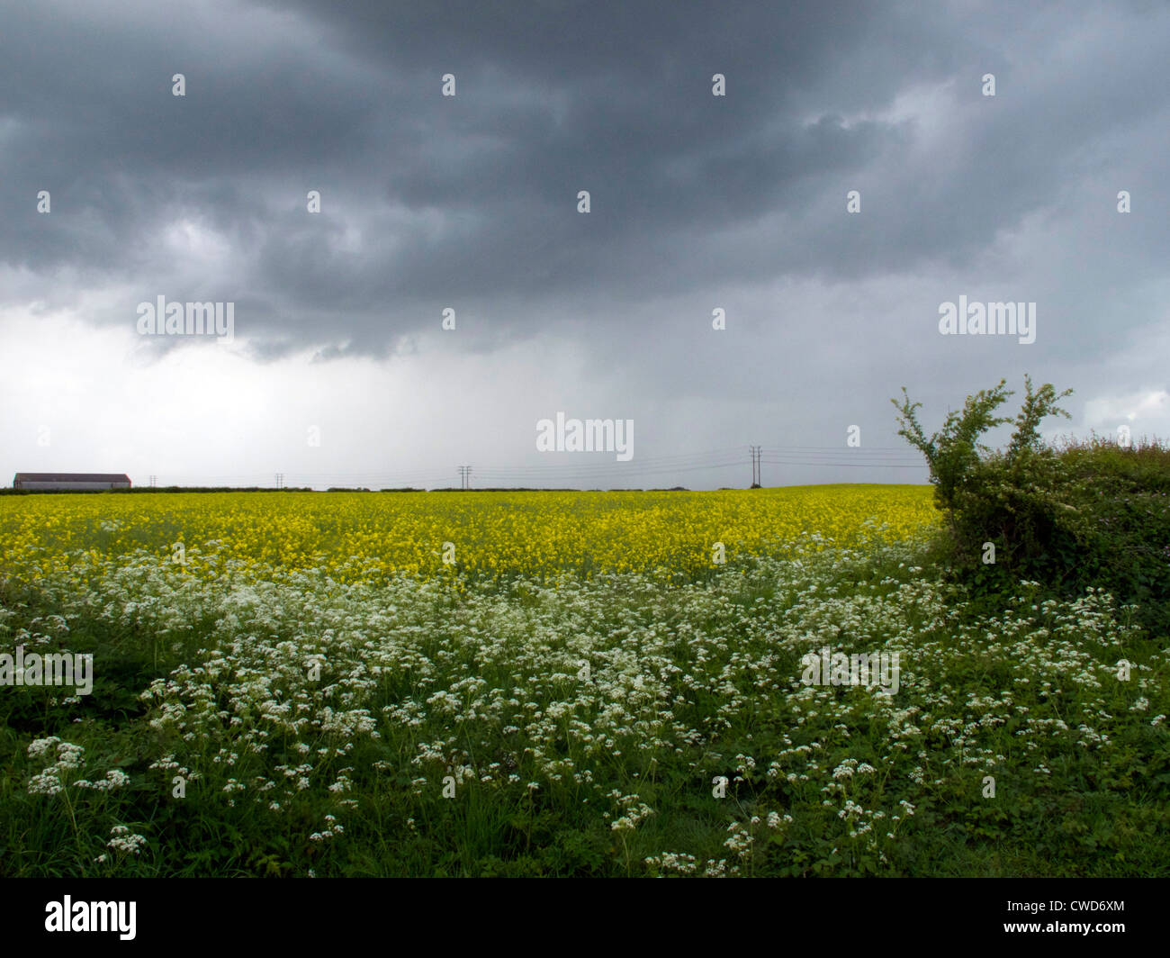 Rain storm clouds over farm land and crop of yellow oil seed rape ...