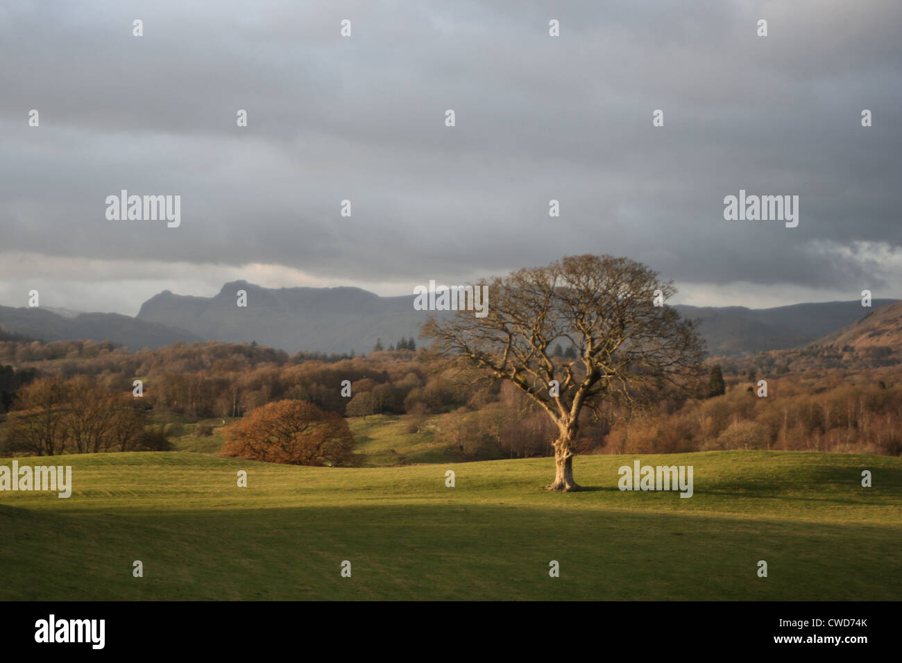 Autumn trees at Wray Castle grounds near Ambleside Stock Photo - Alamy